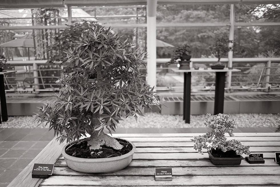 Bonsai trees | Freddy Jaramillo - Les gens et les feuilles