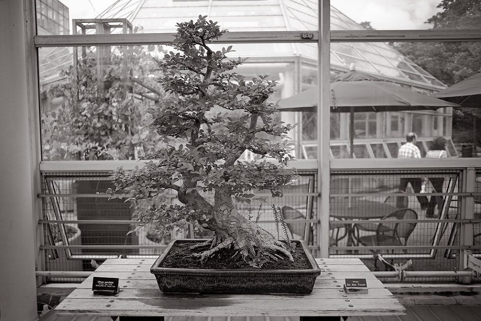 Bonsai trees | Freddy Jaramillo - Les gens et les feuilles