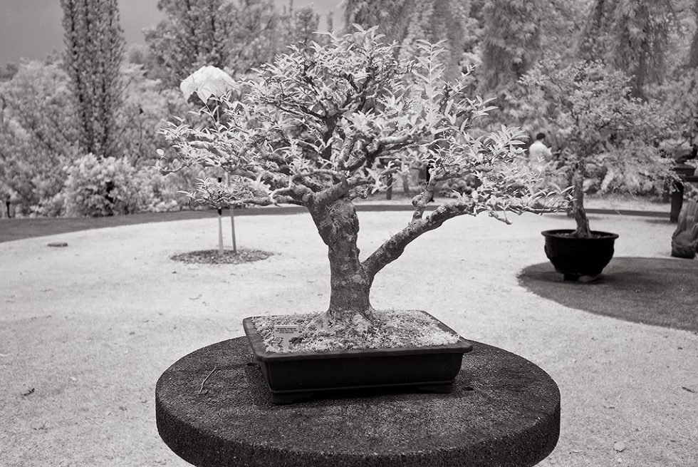Bonsai trees | Freddy Jaramillo - Les gens et les feuilles
